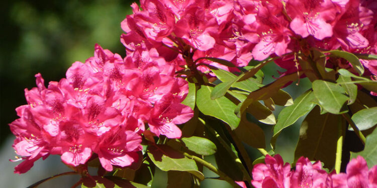 Wild Flowers of Himachal Pradesh – The Traveller Trails