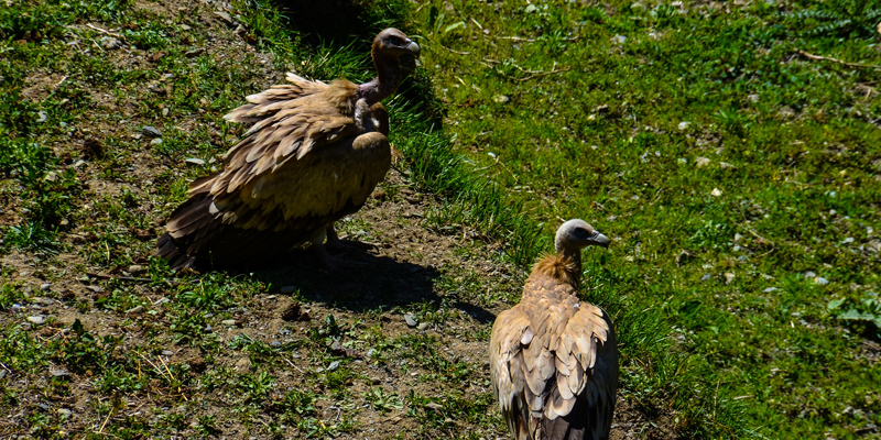 Chasing The Himalayan Shepherds: The Gaddi Trail – The Traveller Trails