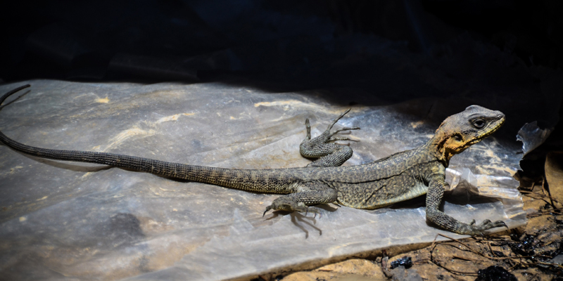 Chasing The Himalayan Shepherds: The Gaddi Trail – The Traveller Trails