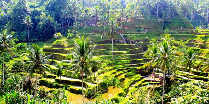 Ubud: The Heart of Bali – The Traveller Trails