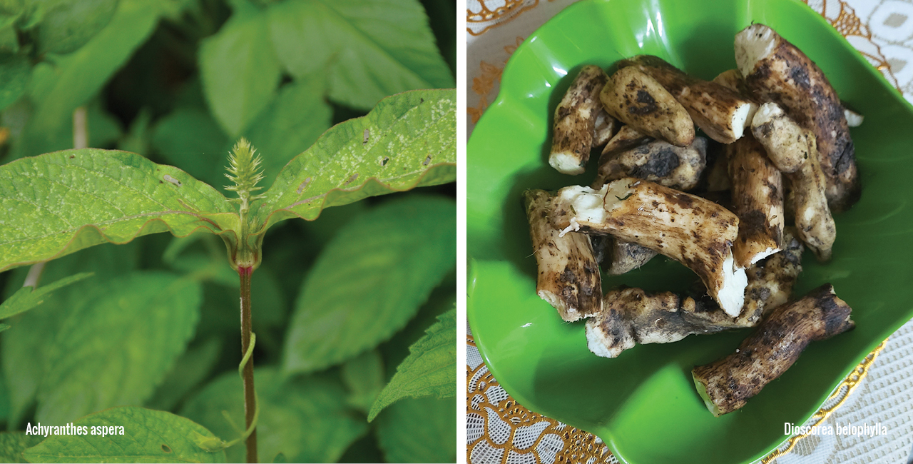 Unlocking Wild Food Plants Can Herald Culinary Tourism – The Traveller ...