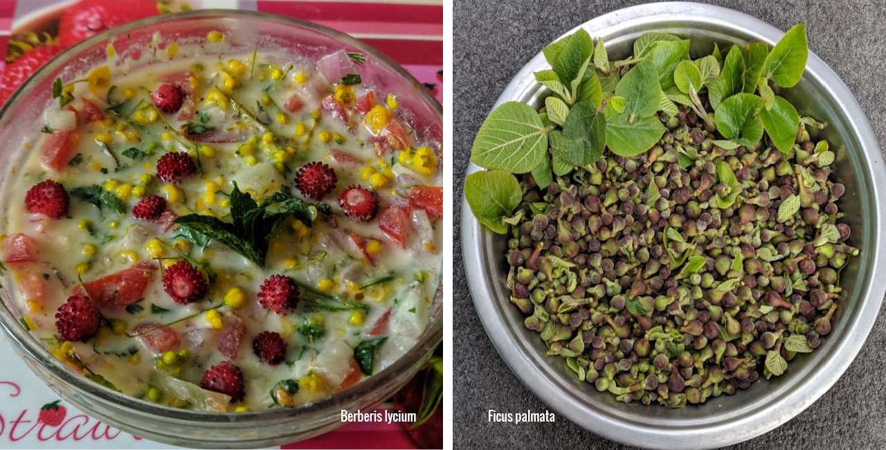 Unlocking Wild Food Plants Can Herald Culinary Tourism – The Traveller ...