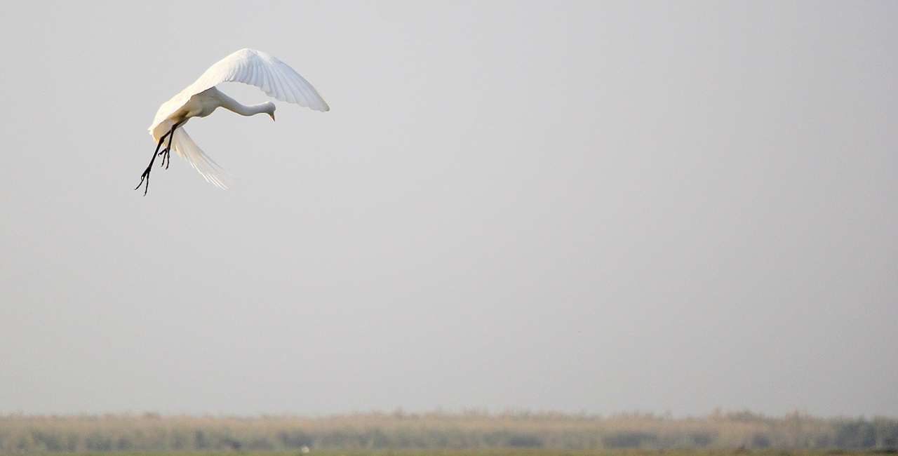 The Magic Of Mangalajodi: From Poachers To Protectors – The Traveller ...