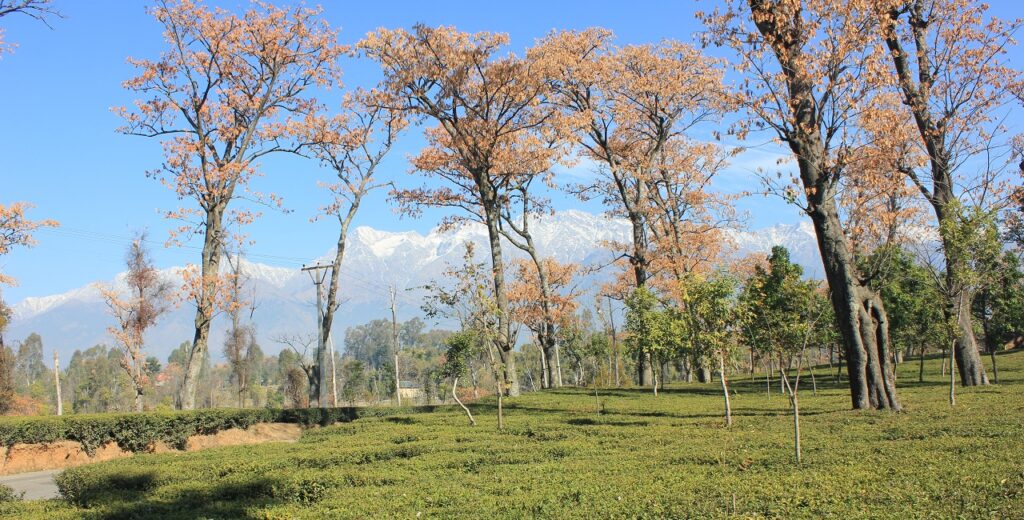 Nine Must See Places In Himachal Pradesh – The Traveller Trails